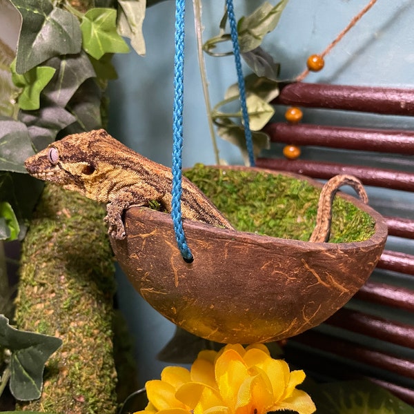 Moss Hide for Gecko - Etsy