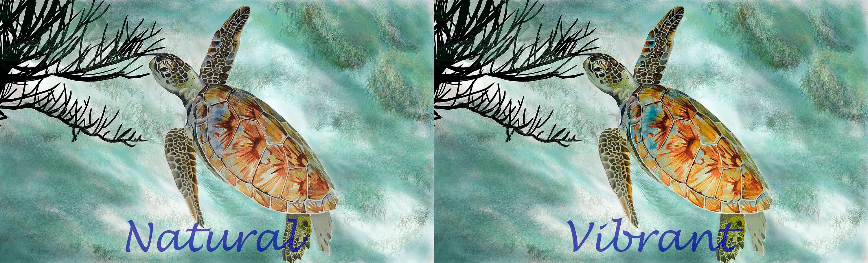 Watercolor Sea Turtle Saying Hi Swimming Underwater - Etsy