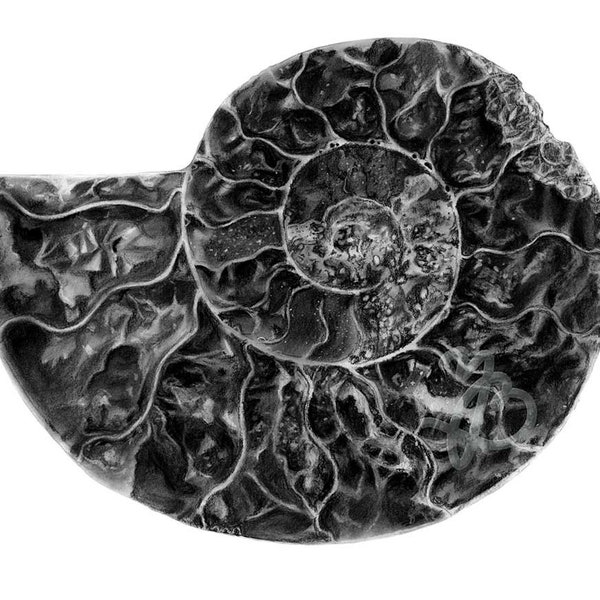 Black and White Fossil Shell - Etsy