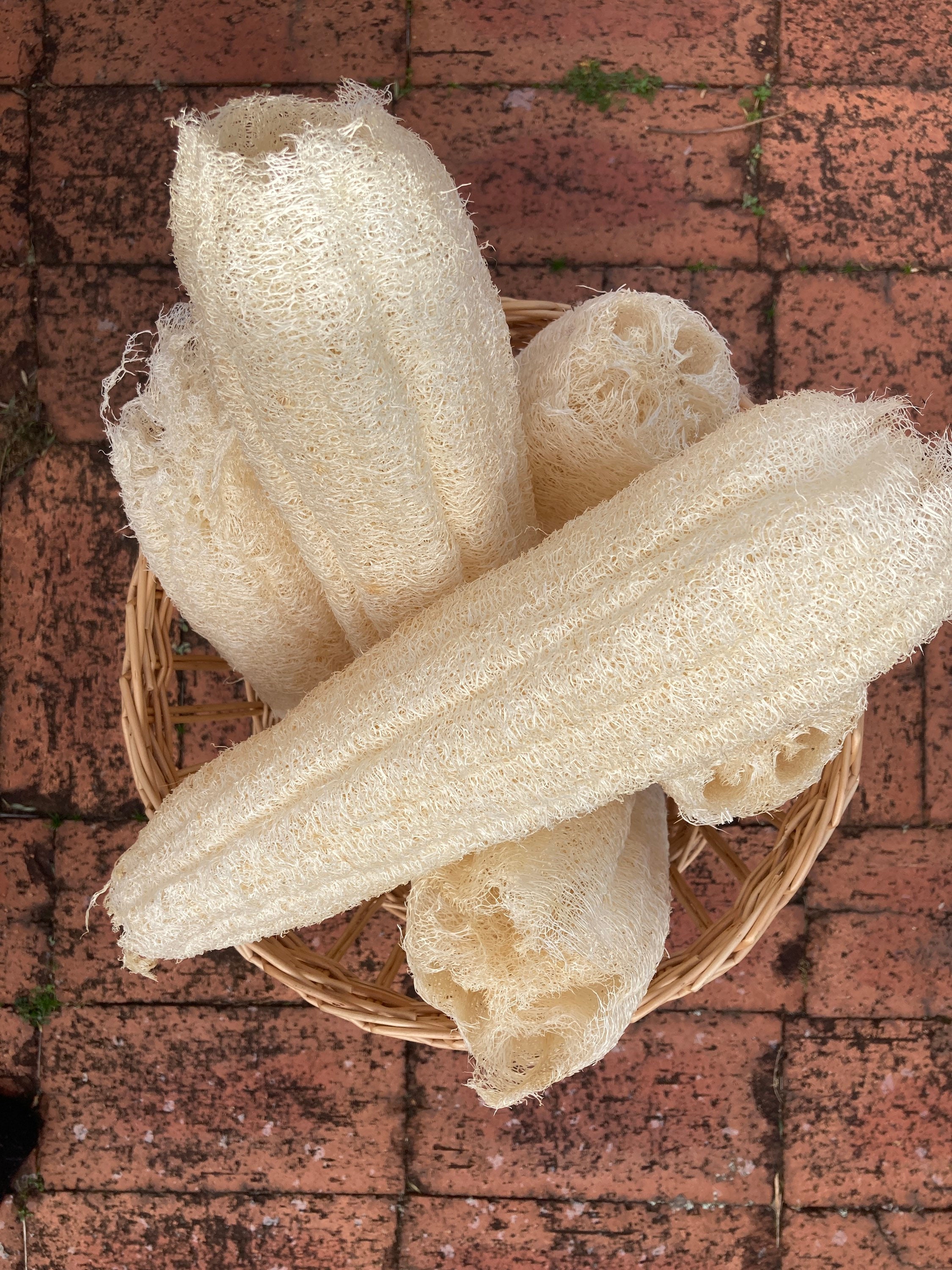 Natural Loofah Sponge Australian Grown - Etsy Australia