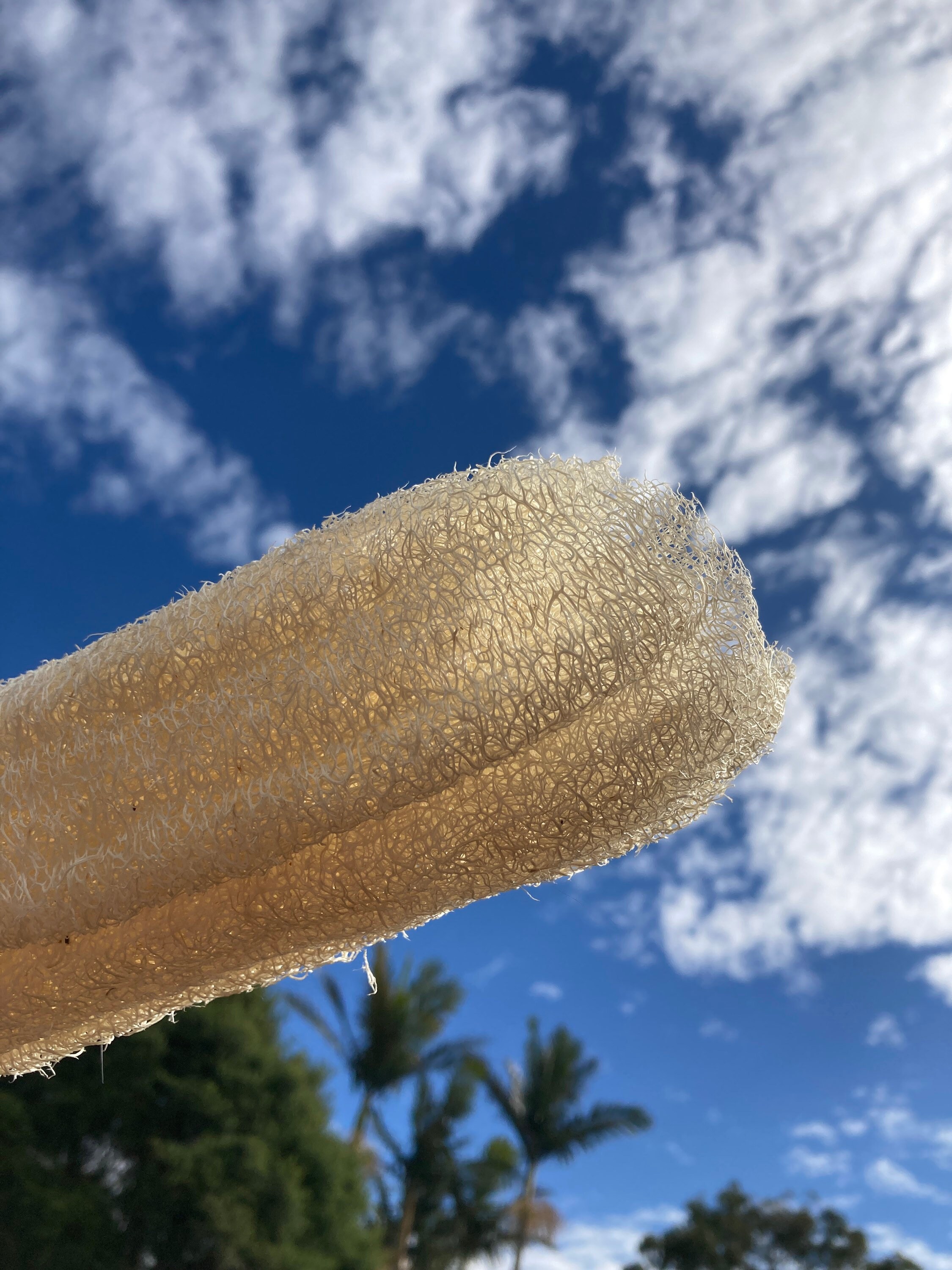 Natural Loofah Sponge Australian Grown - Etsy Australia