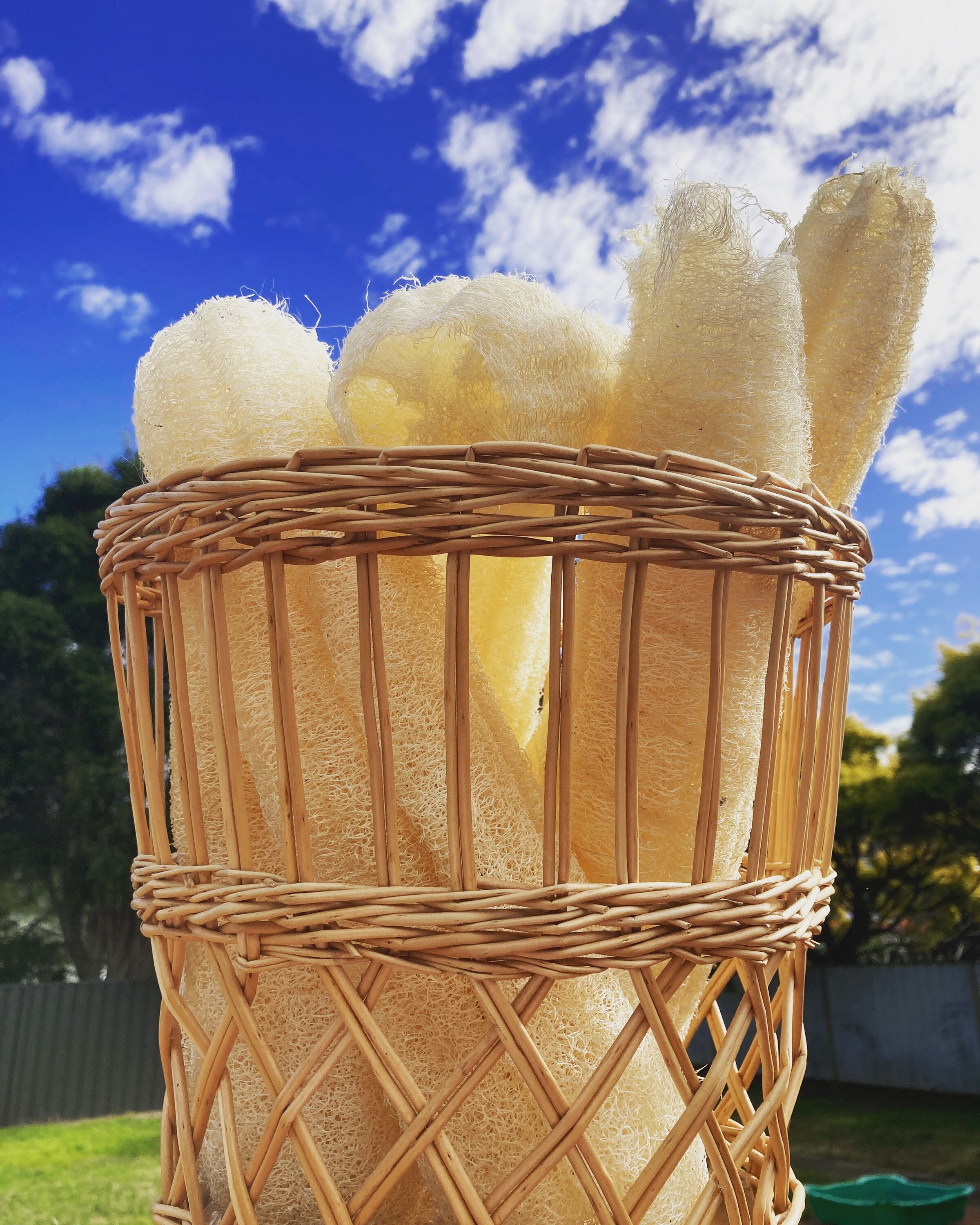 Natural Loofah Sponge Australian Grown - Etsy Australia