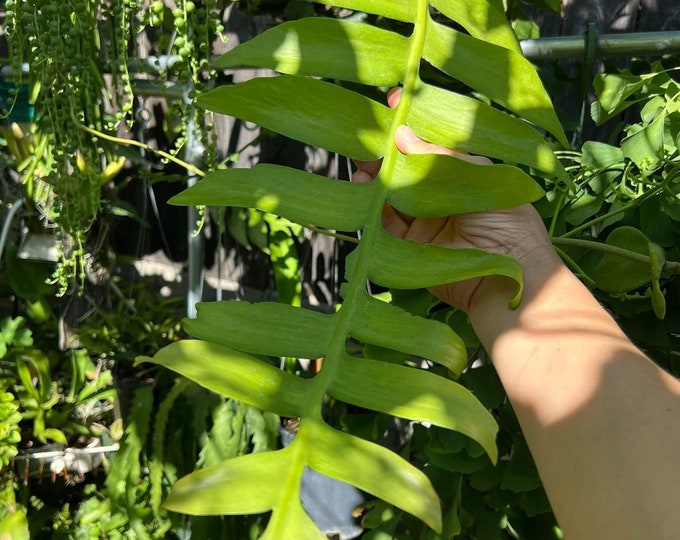 Cutting of Rare Sharktooth Cactus/selenicereuschrysocardium/epiphyllum ...