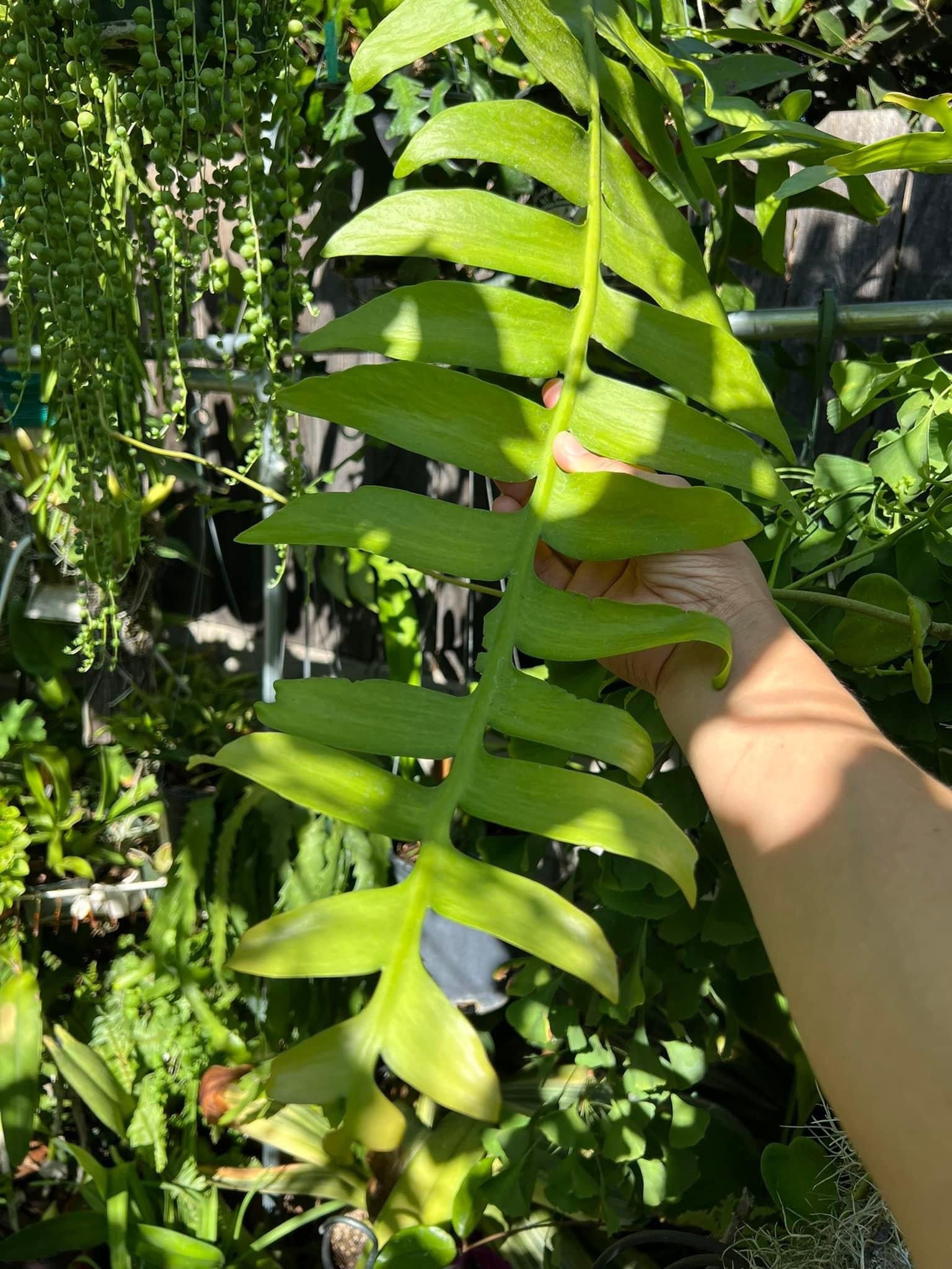 Cutting of Rare Sharktooth Cactus/selenicereuschrysocardium/epiphyllum ...