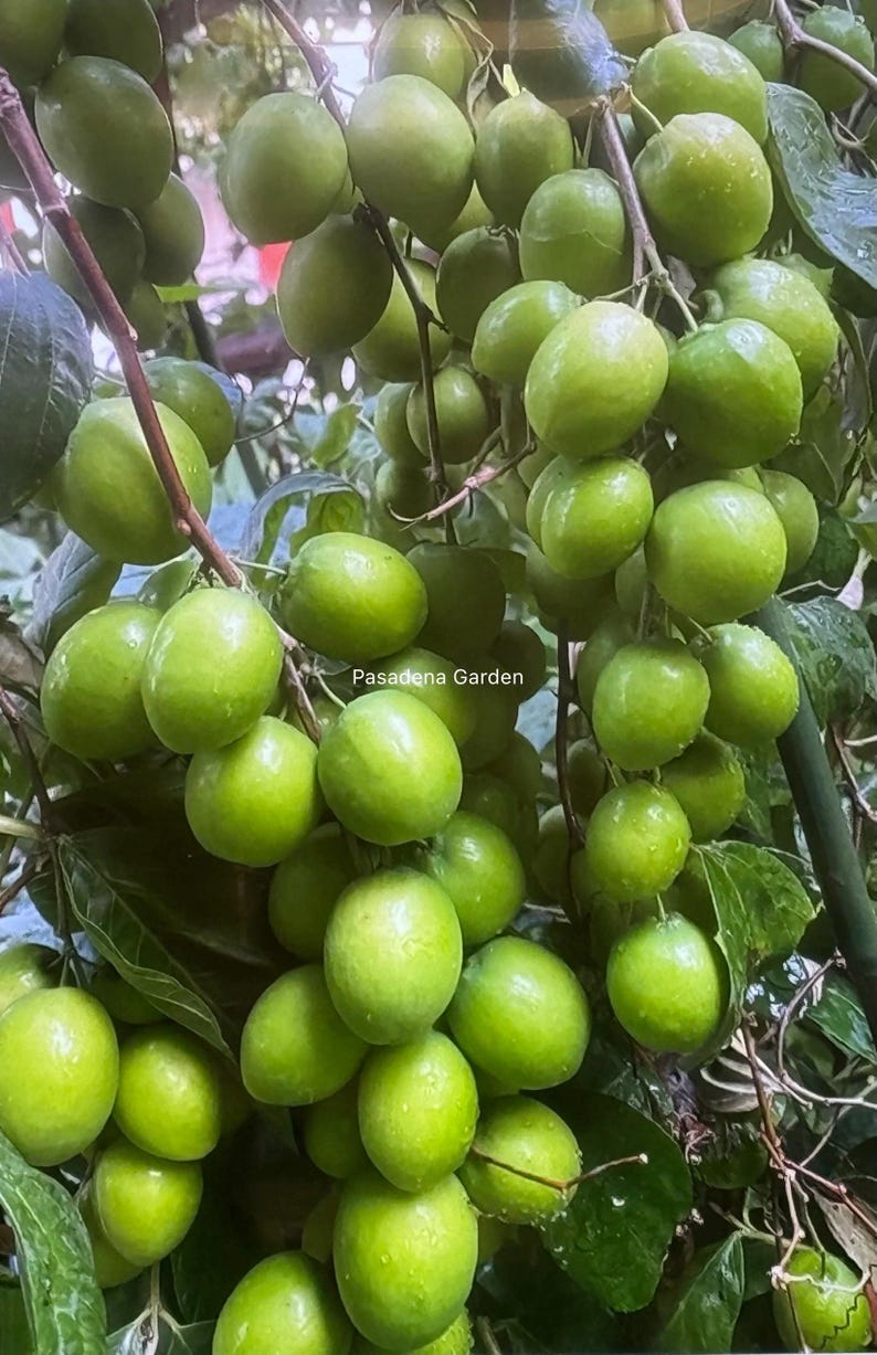 5 Gallon Pot Air Layered Taiwan Green Jujube Fruit Tree/臺灣青棗苗/fruits ...