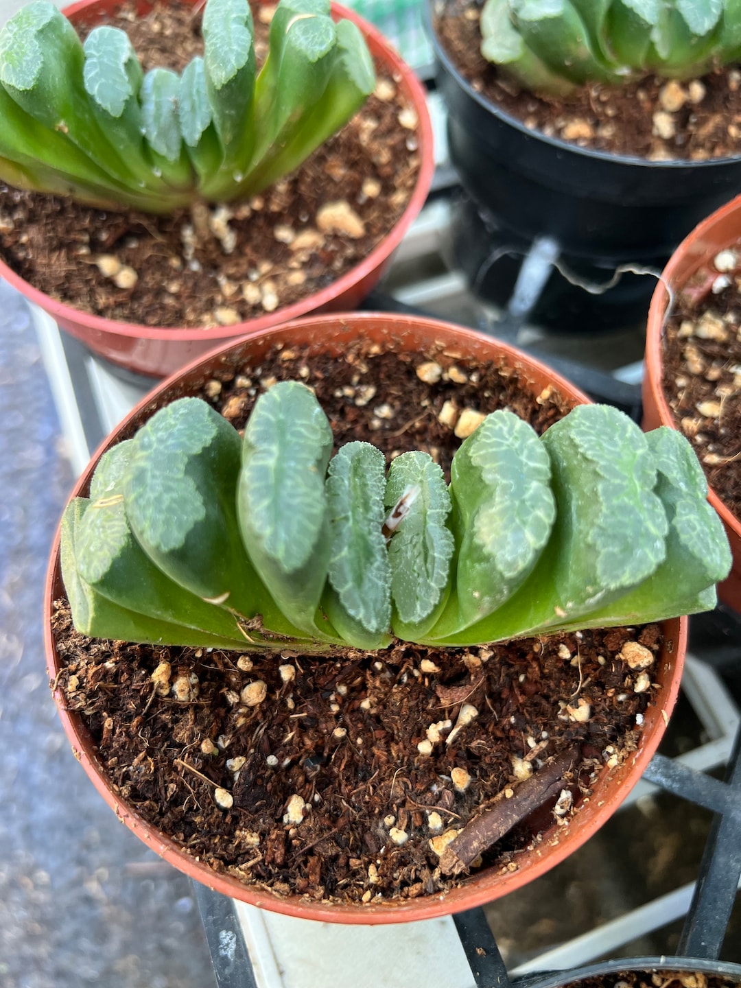 4 Inch Pot Lmport Haworthia Truncata/rare Plant/ Succulent Collection ...