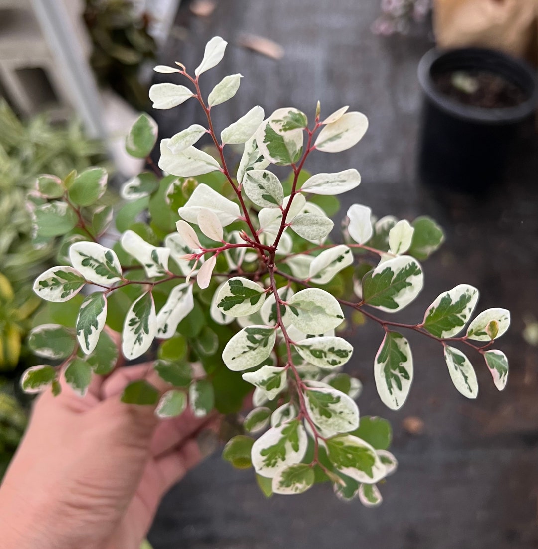 4” Pot Breynia Nivosa/mini Snow Bush - Etsy