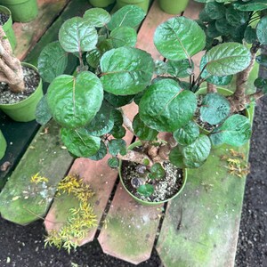 6” Pot Bonsai Style Polyscias Scutellaria/shield Aralia/plum Aralia ...