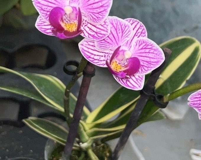 2” Pot Mini Phalaenopsis Variegata Sogo Yenlin(sogo Vivien X Sogo Beny)/good for Gift/live Plant ...