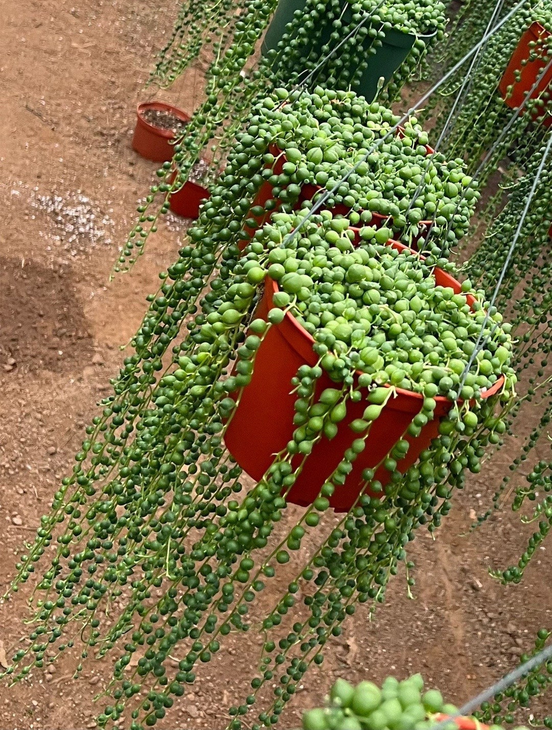 6 Pot 12ft Long String of Pearls/trailing Succulent/hard to Find Size ...