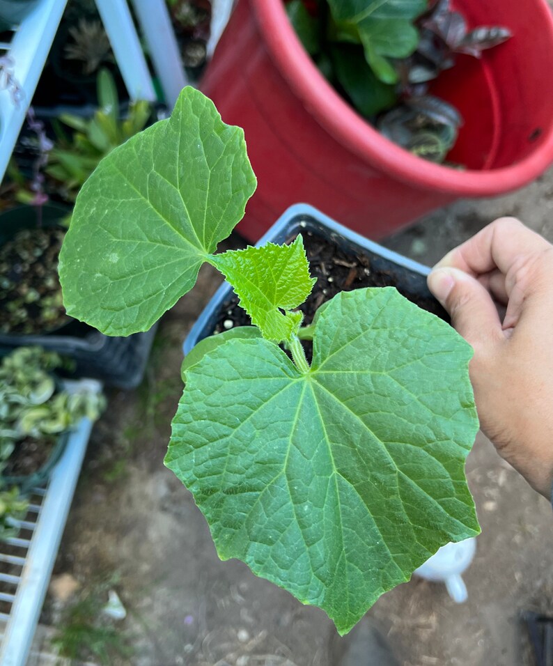 4 Pot Live Plant Japanese Palace King Cucumber Vine/ 日本小黃瓜苗/ - Etsy