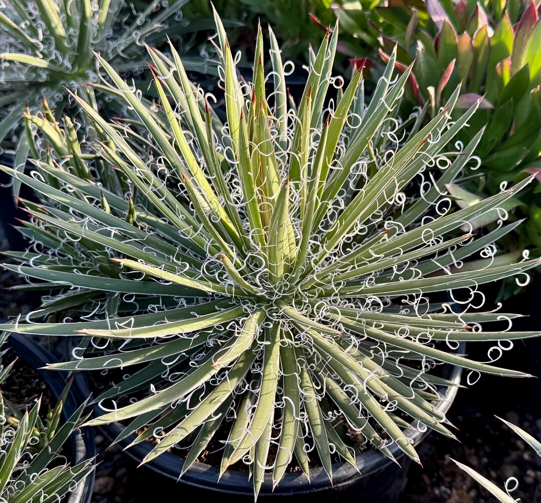 10” Pot Agave Filifera/thread Agave/agave Collection/gift/outdoor Plant ...