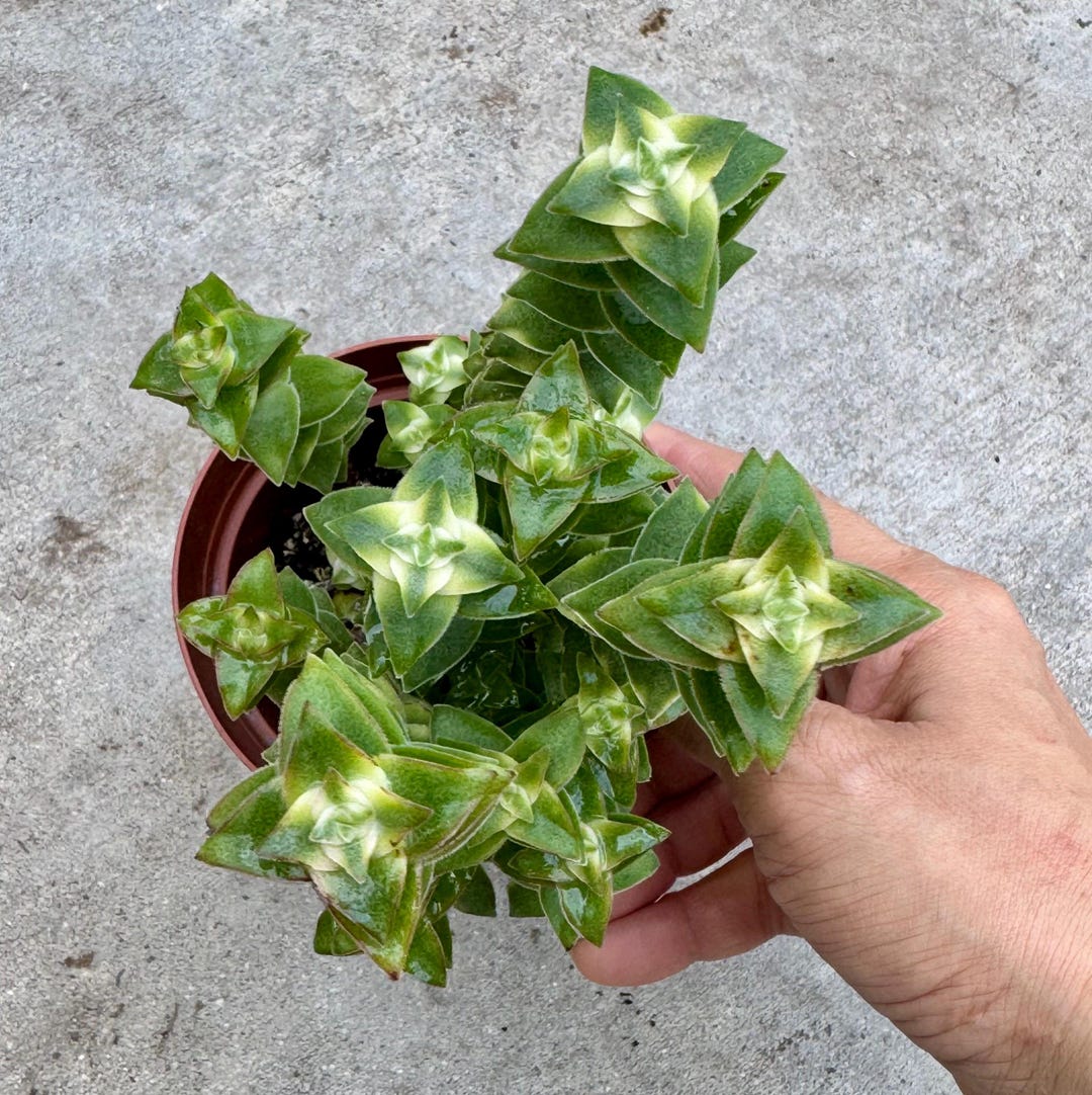 XXL 4” Pot Variegated String of Buttons/ Full and Tall/good for Gift ...