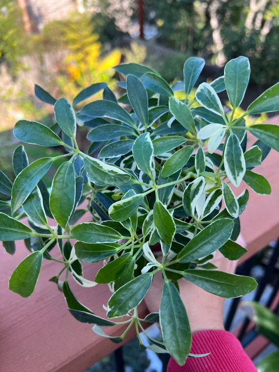 4 Pot Variegated Dwarf Umbrella Tree/ Schefflera Arboricola | Etsy
