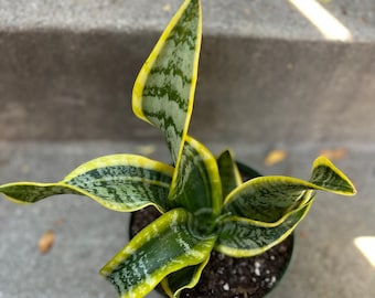 Snake Plant Rare - Etsy