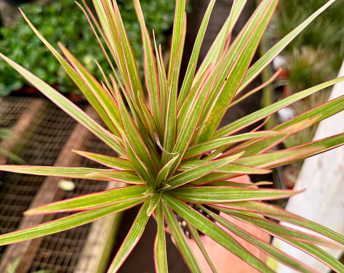 4” Pot Dracaena Marginata Tricolor Cane/ Madagascar Dragon Tree Plants ...