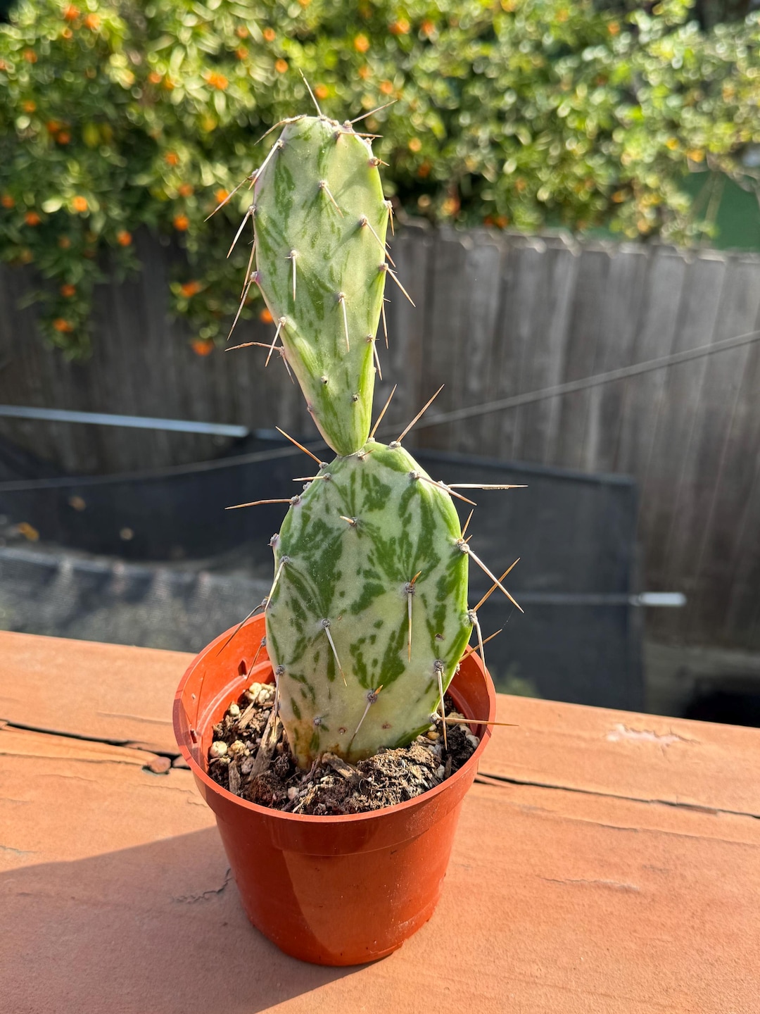 4” Pot Rare Variegated Opuntia Monocantha / Variegated Prickly Pear ...