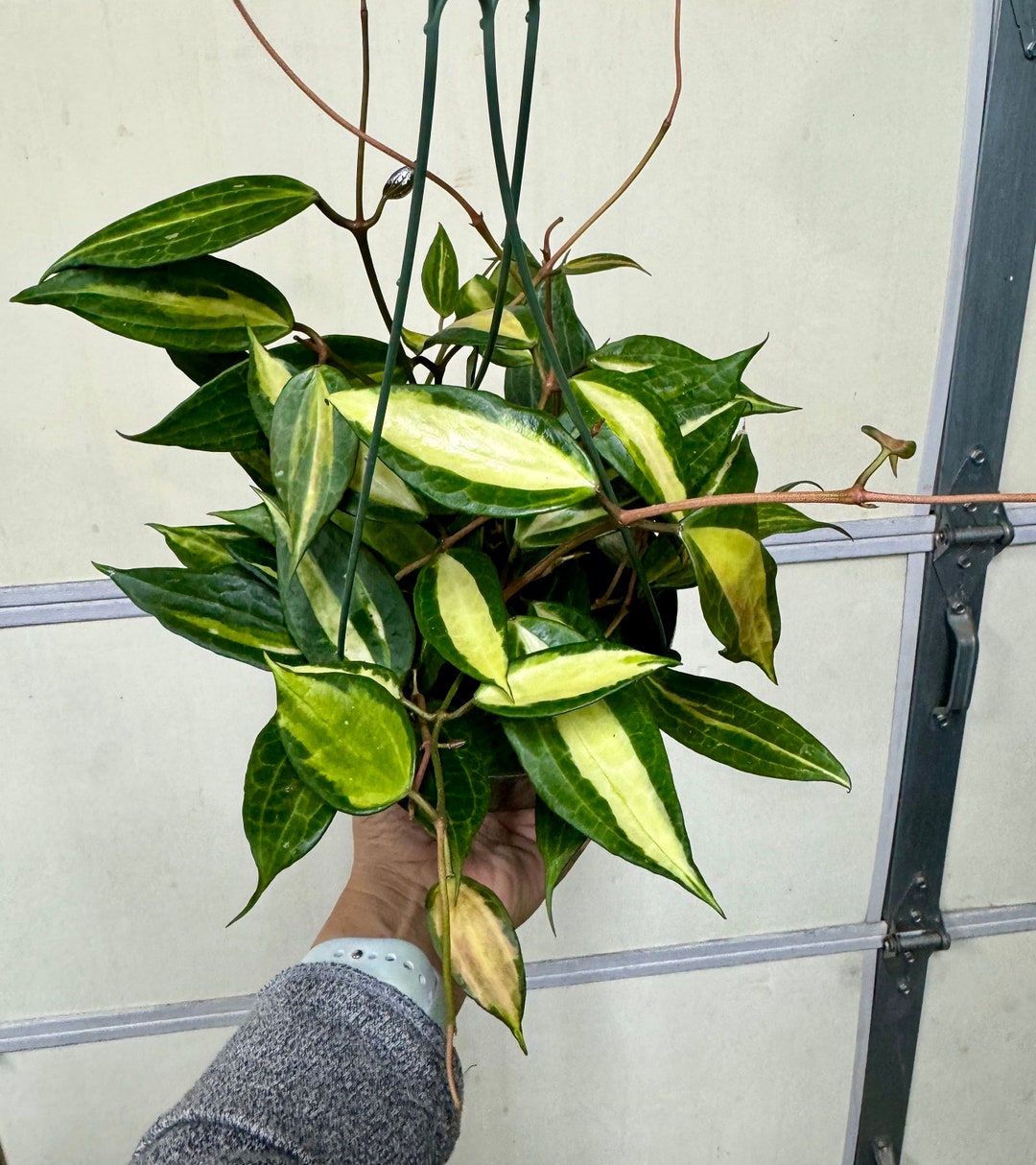 6” Pot XXL Hoya Pot of Gold/macrophylla Inner Variegated/inner ...