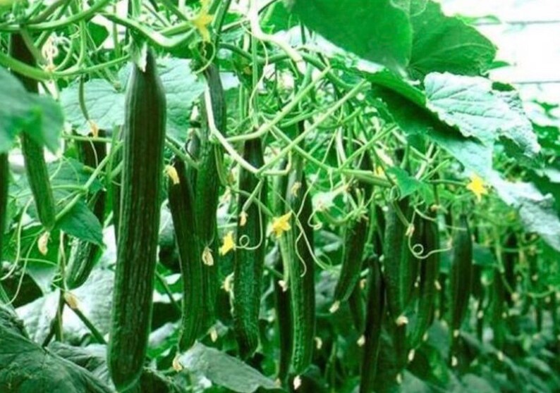 4 Pot Live Plant Japanese Palace King Cucumber Vine/ 日本小黃瓜苗/ - Etsy