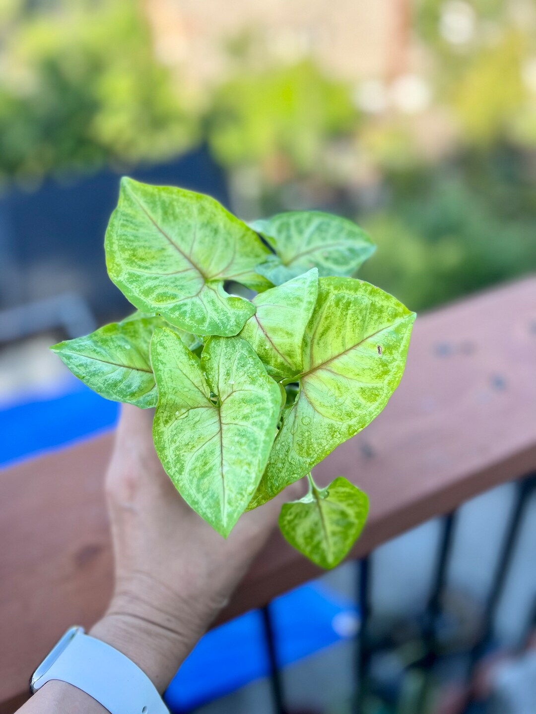 4” Pot Syngonium Gold Allusion/bright Chartreuse, Arrow Shaped Leaf ...