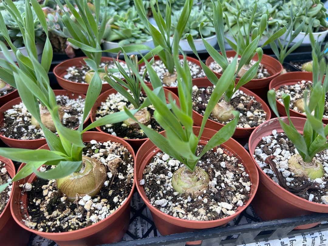 4” Pot Albuca Concordiana/fully Rooted/easy Care/rare Plant/ Succulent ...