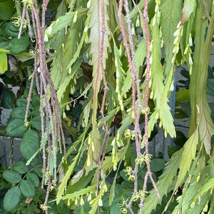 XL 6 Pot Cynchanum Marnierianum/dead Stick Plant/bundle of Sticks Plant ...