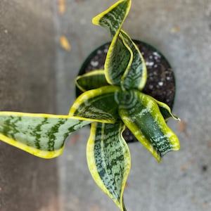 6” Pot Variegated Sansevieria Twisted Sister/curly Snake Plant/ Rare ...
