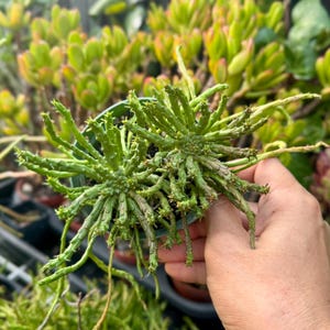 4” Pot BIG HEAD Euphorbia Caput Medusae /medusa’s Head/ Succulents ...