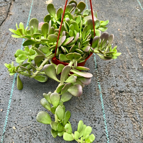 Trailing Jade - Etsy