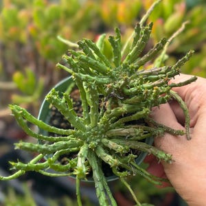 4” Pot BIG HEAD Euphorbia Caput Medusae /medusa’s Head/ Succulents ...