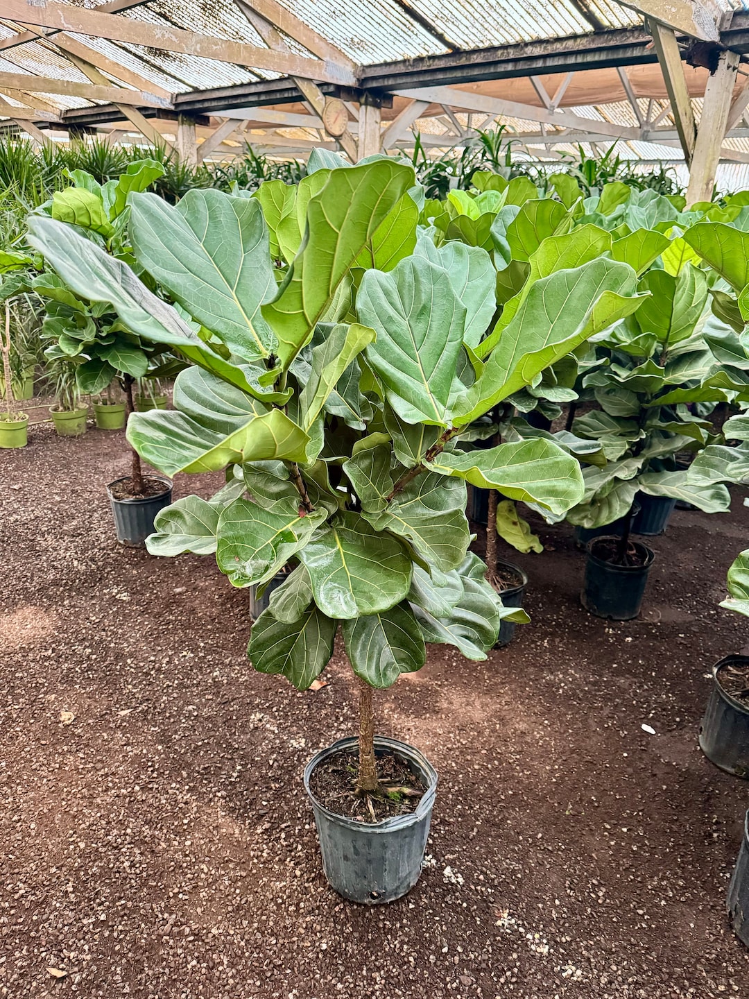 4ft Tall Ficus Lyrata Tree/fiddle-leaf Fig/banjo Fig/fiddle-leaved Fig ...