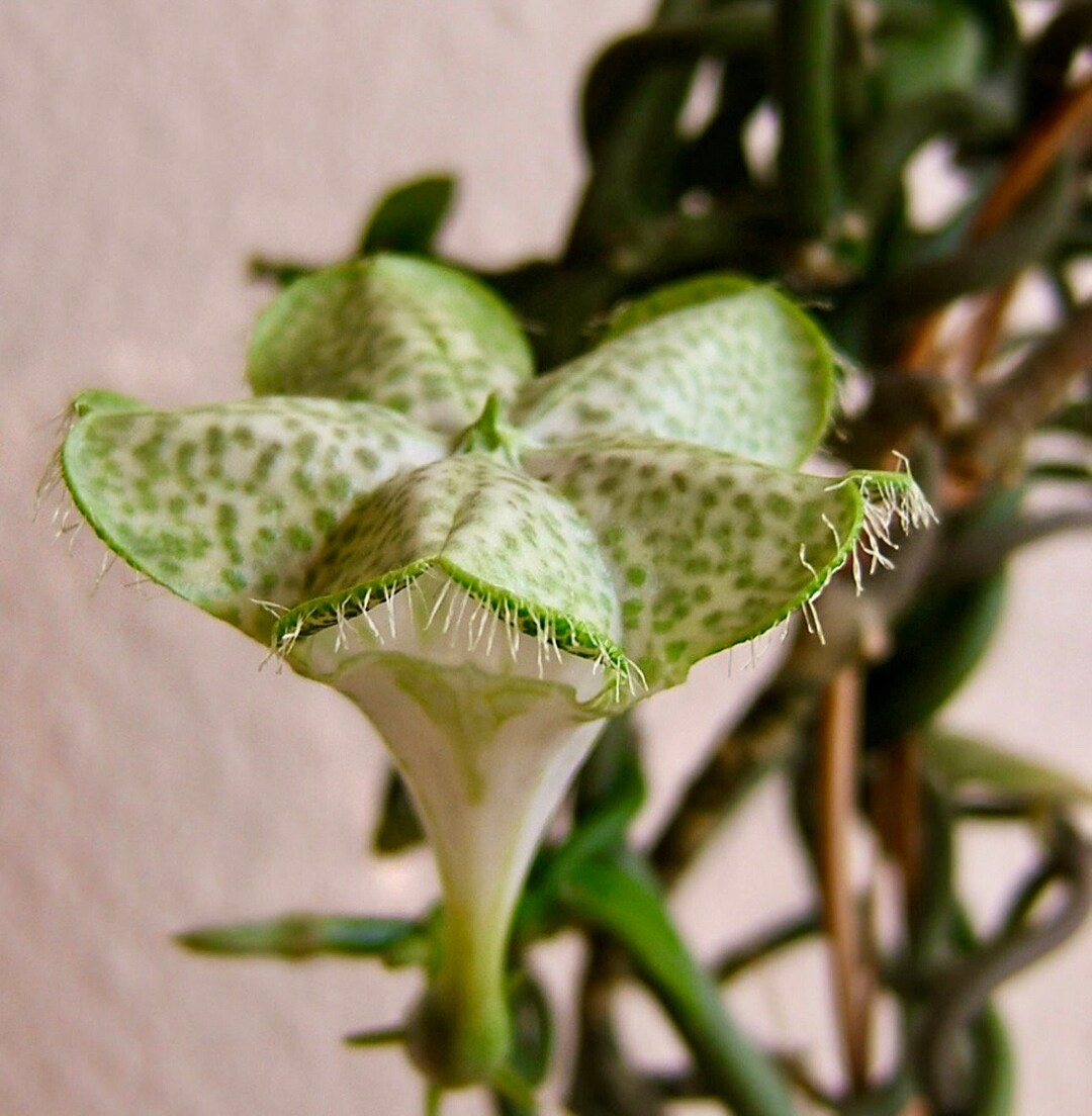 6” Pot Very FULL Parachute Plant/umbrella Flowers/ceropegia Sandersonii ...