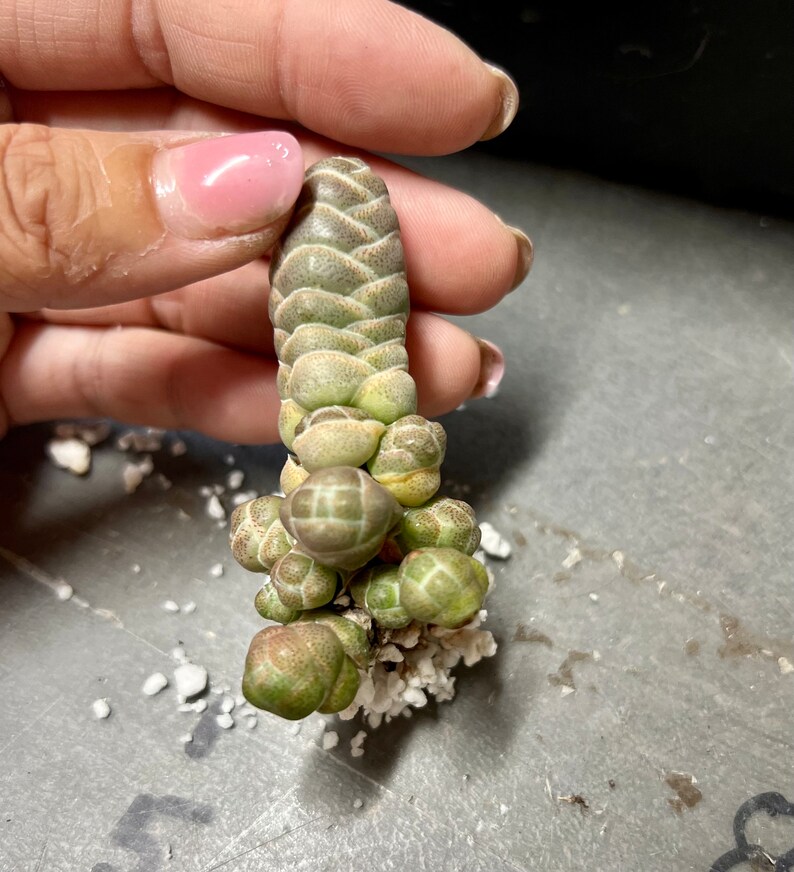 2” Cluster Crassula Barklyi Rare Succelent/ Import Plant/ship Bare ...