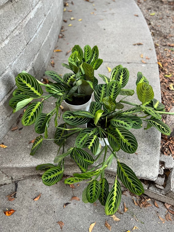 6 pot XXL Maranta Lemon Lime prayer plant air purifier indoor plant easy care Etsy