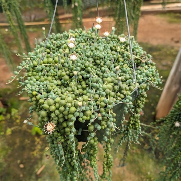 String of Pearls Succulent - Etsy