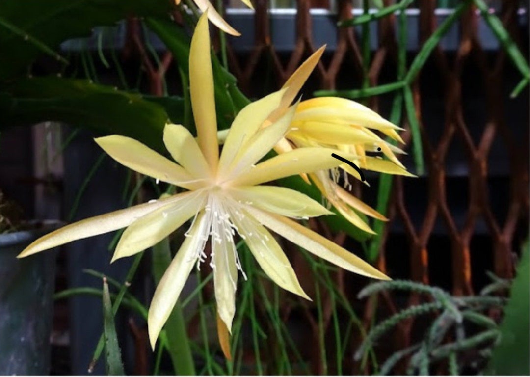 6” Pot Rare Epiphyllum GOLDEN Orchid Cactus/fragrant Flower/fall ...
