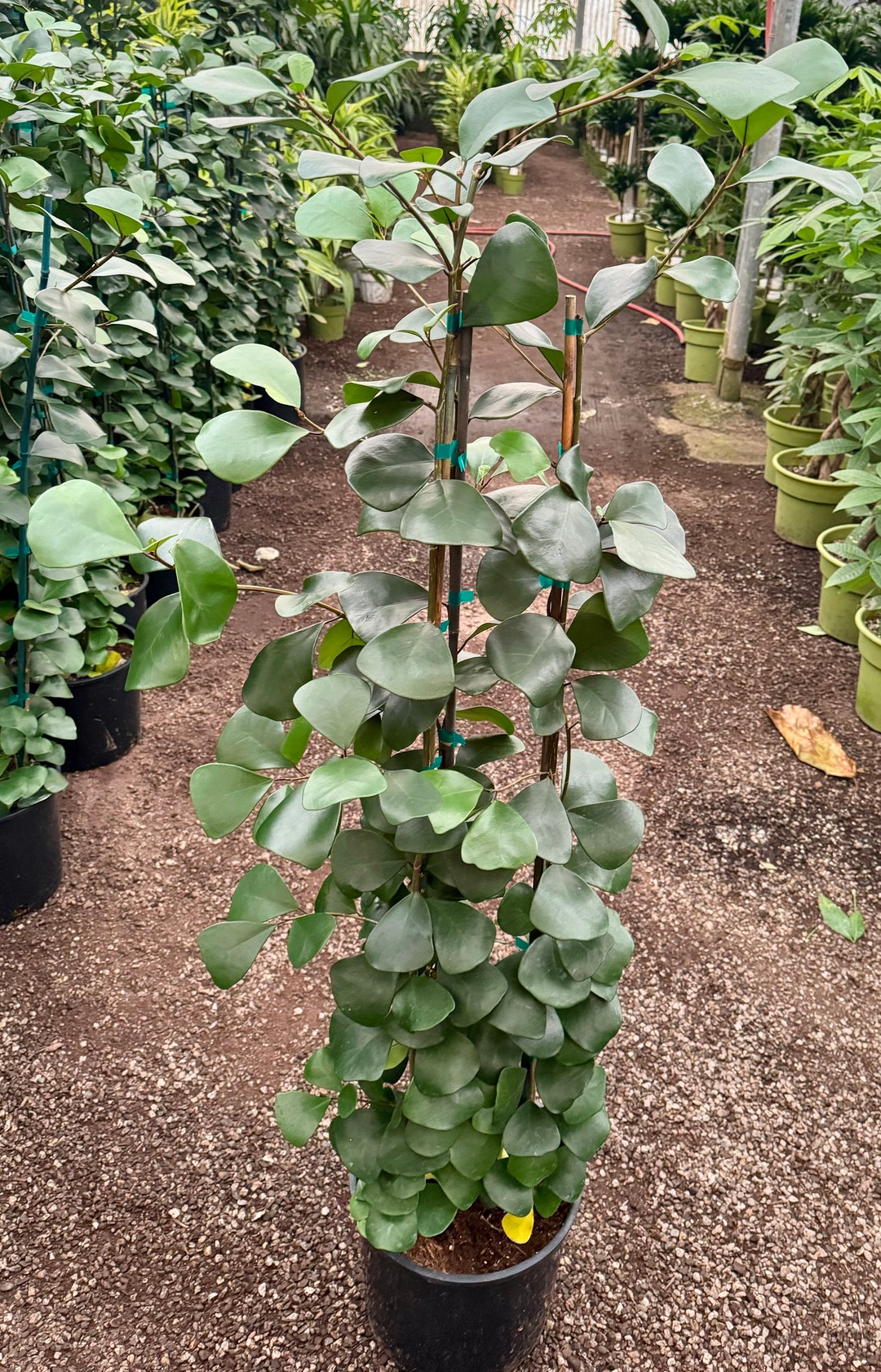 45ft Tall Ficus Triangularis Tree/hard to Find Size/houseplant/indoor ...