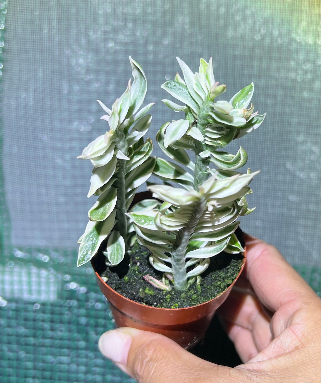 2.5 Pot Variegated Devils Backbone/pedilanthus Tithymaloides/rare Plant ...