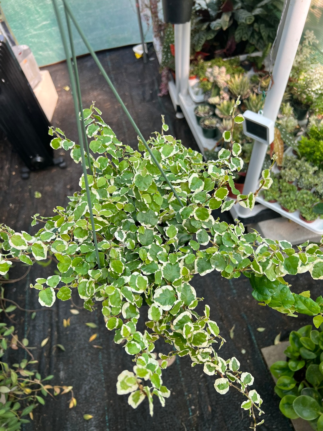 6” Pot XXL Variegated Ficus Pumila/variegated Creeping Fig/easy Care ...