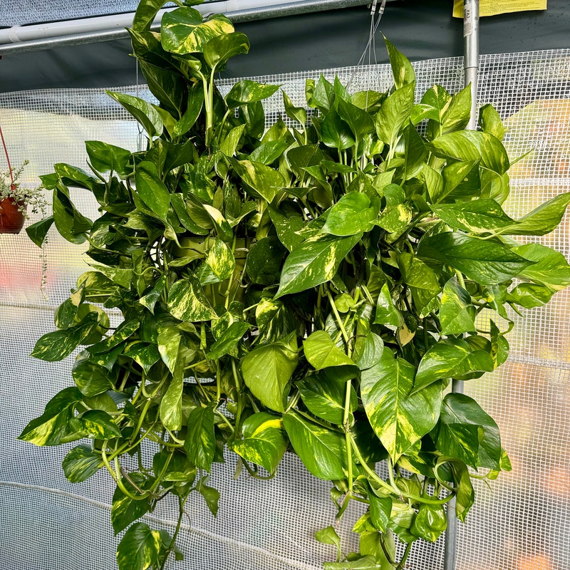 Golden Pothos - Etsy