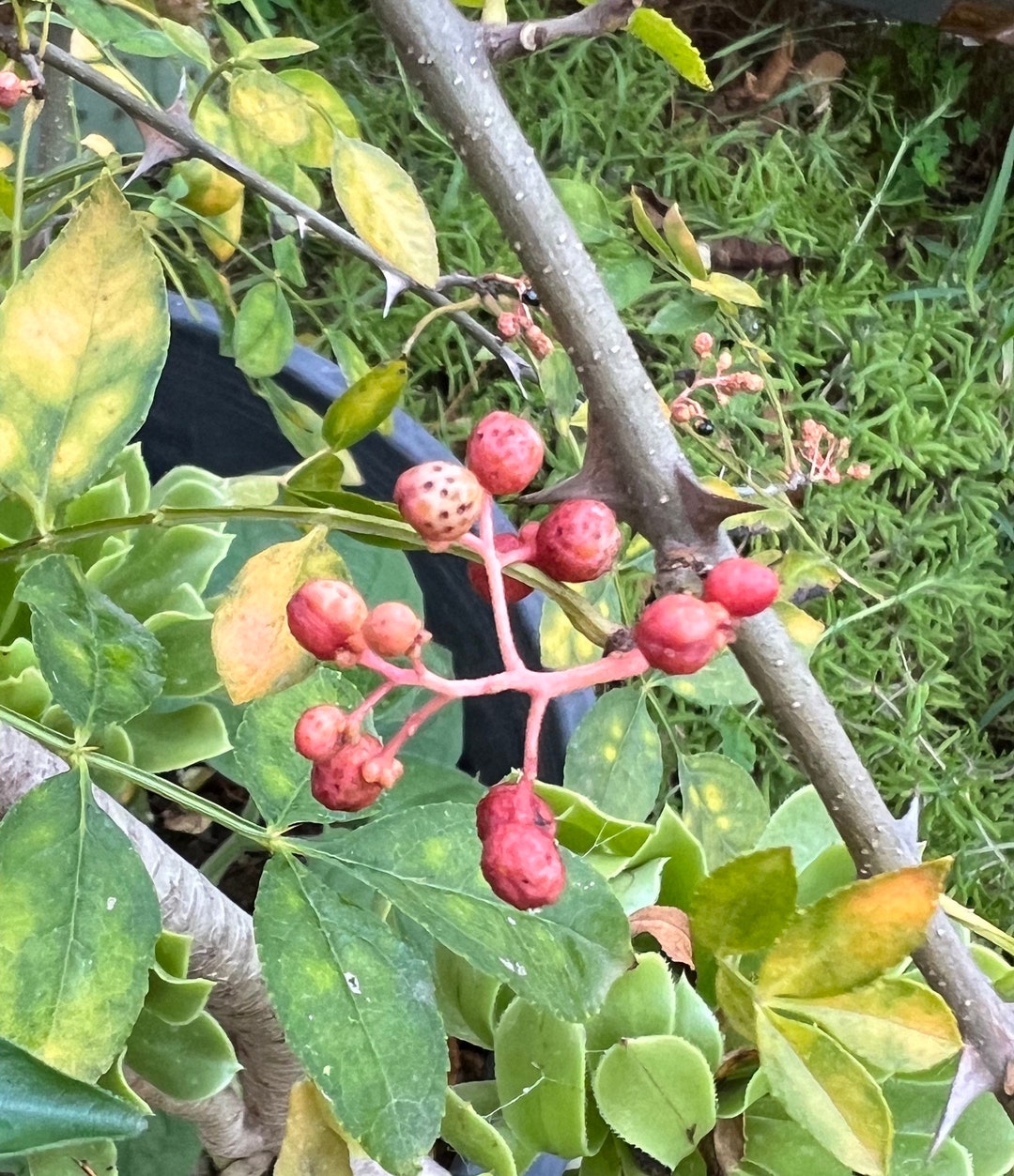 Fresh Sichuan Pepper Seeds/zanthoxylum Bungeanum Maxim Seeds/sichuan ...