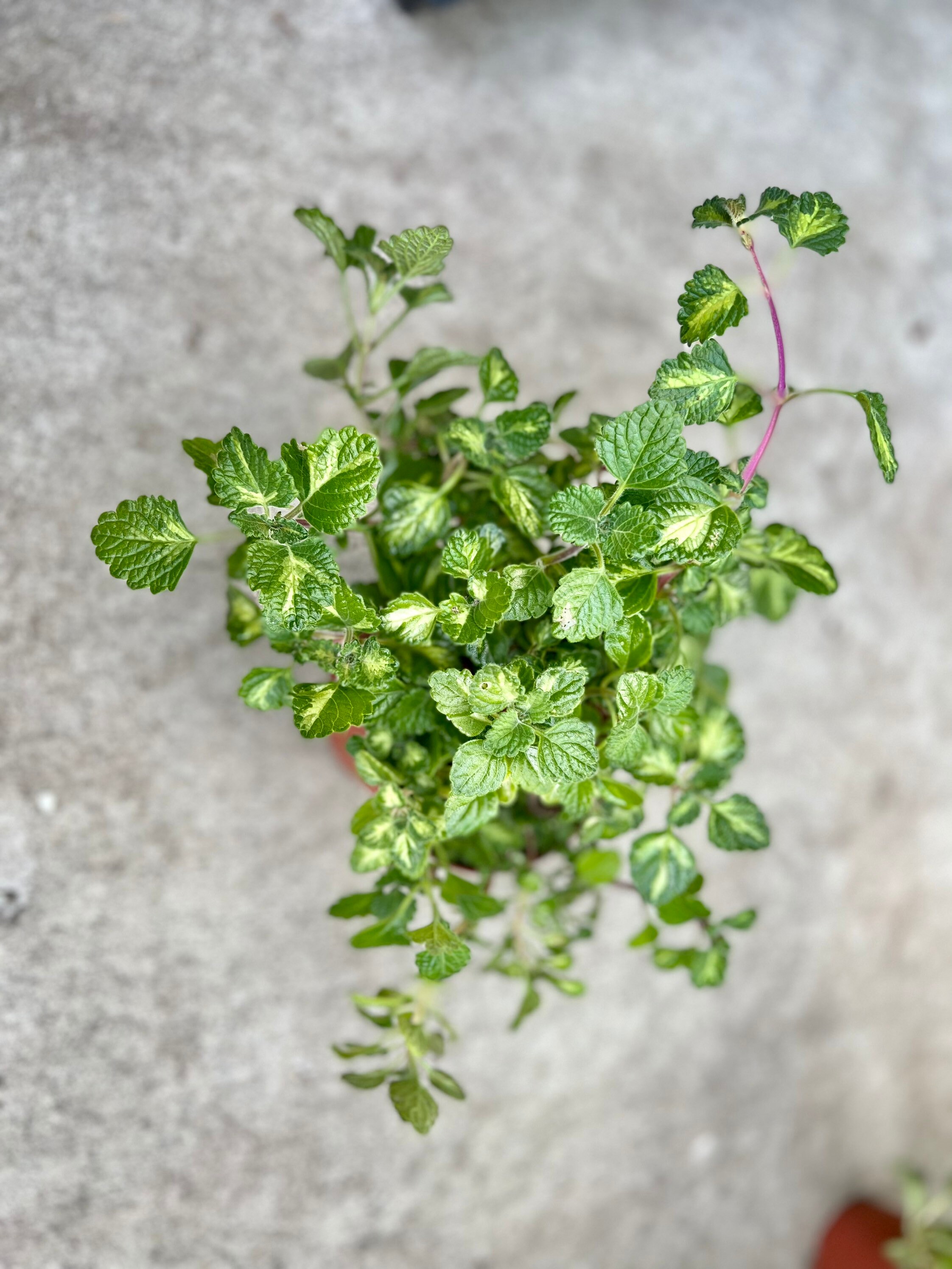 Indian Mint Tree