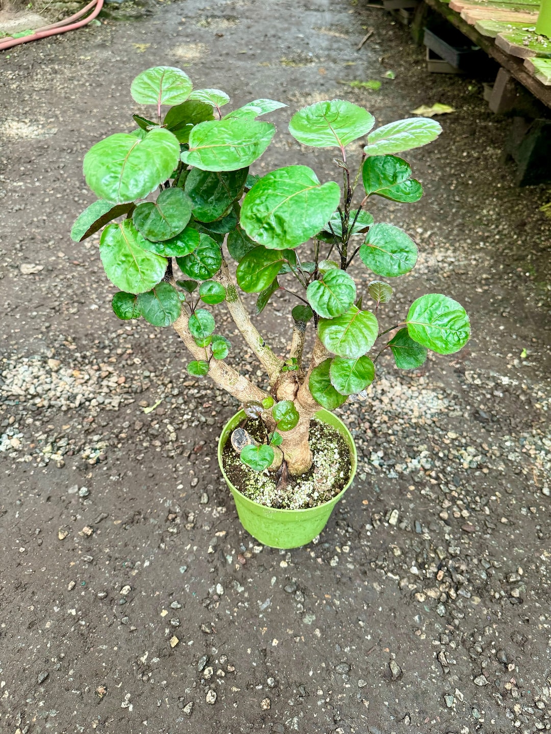 6 Pot Bonsai Style Polyscias Scutellaria/shield Aralia/plum Aralia/good ...