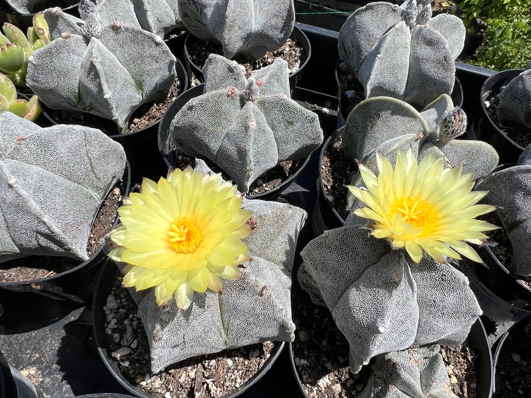 4 Pot Rare Plant Astrophytum Myriostigma/bishops Cap Cactus/yellow ...
