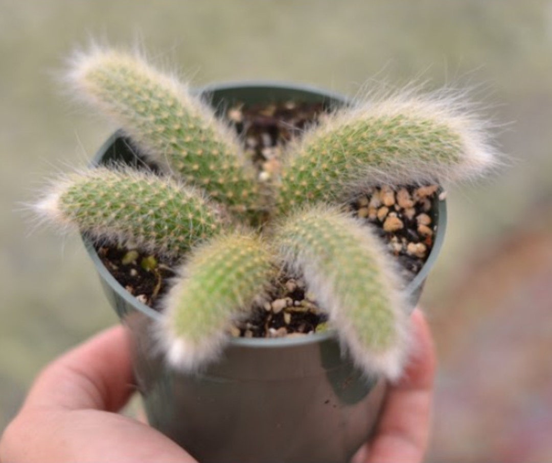 4” Pot Monkey’s Tail Cactus/ Cleistocactus Colademononis/hildewintera ...