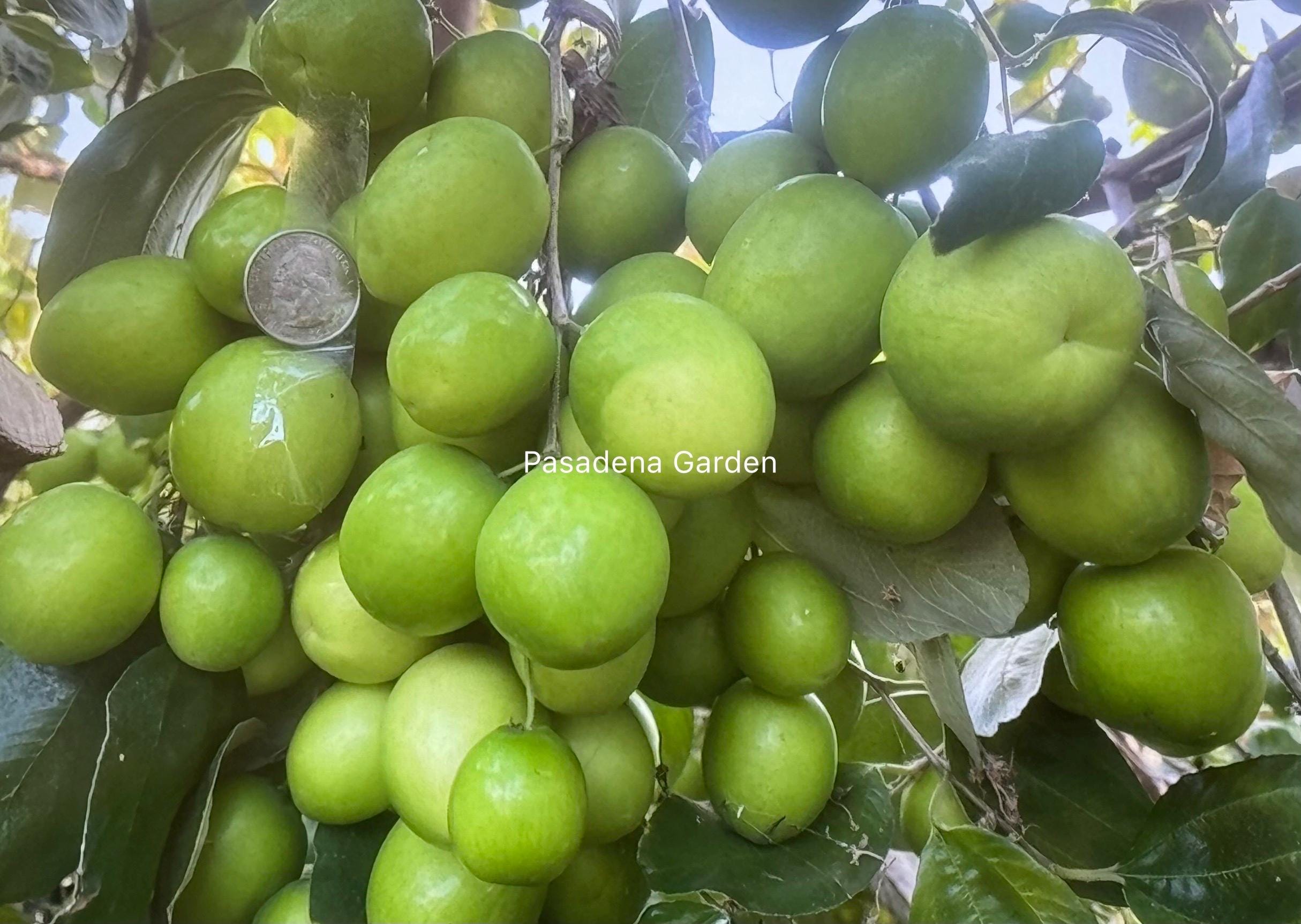 5 Gallon Pot Air Layered Taiwan Green Jujube Fruit Tree/臺灣青棗苗/fruits ...