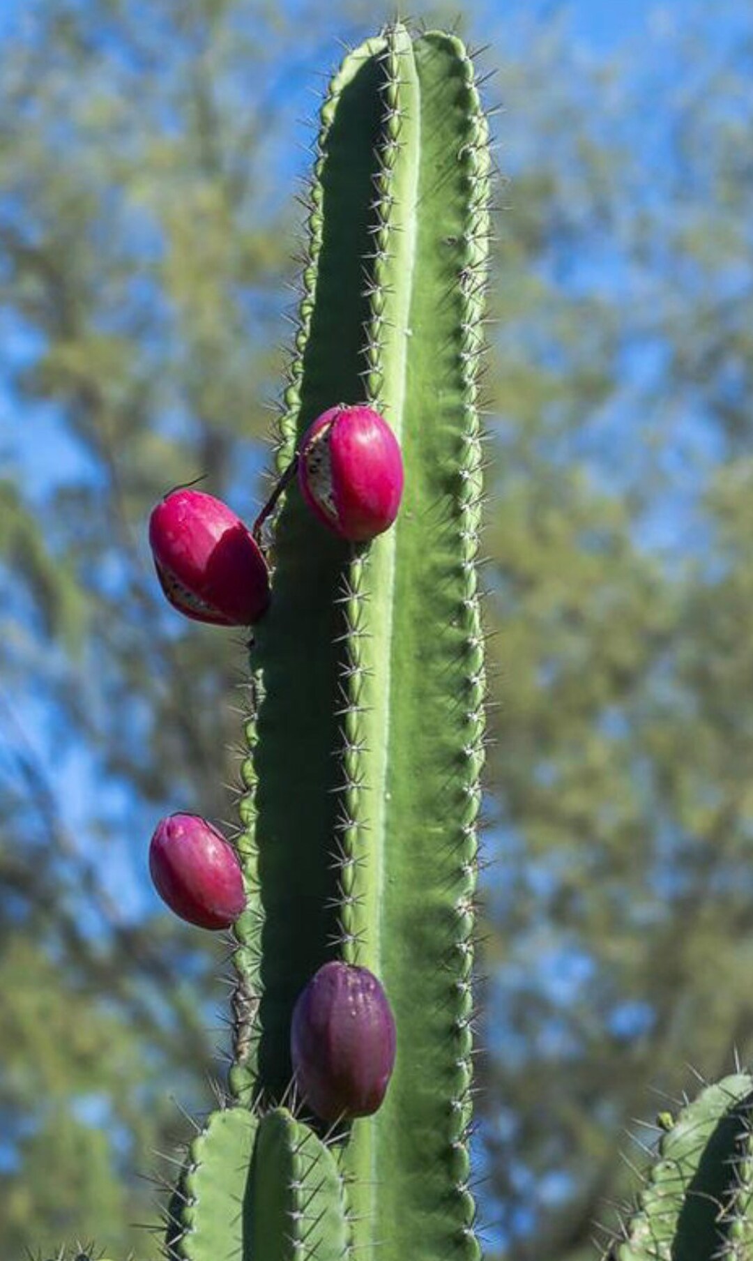 2 Ft Tall Peruvian Apple Live Plant/ Apple Cactus/cereus Peruvianus ...