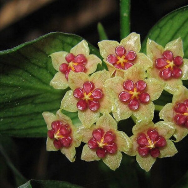 Fishtail Hoya - Etsy