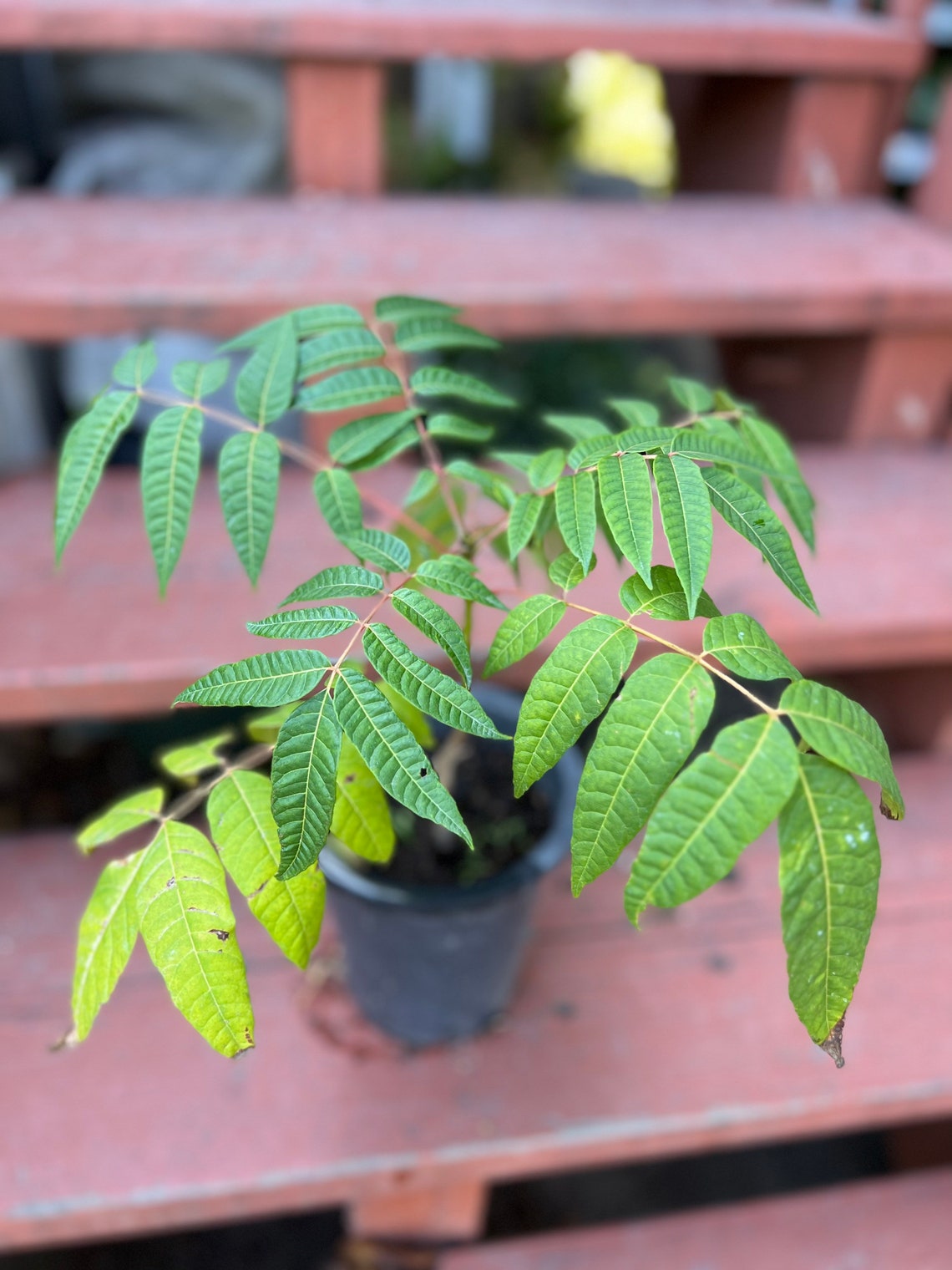 One Gallon Pot Toona Sinensis Live Plant/ Red Toon/chinese - Etsy