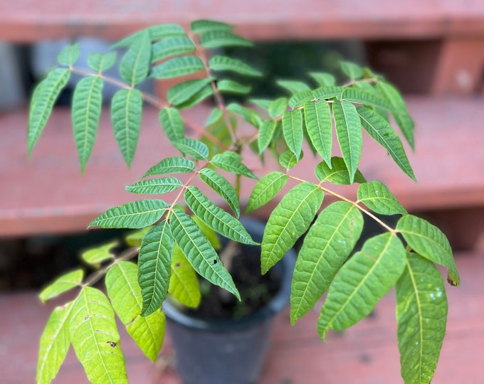 One Gallon Pot Toona Sinensis Live Plant/ Red Toon/chinese Toon/chinese ...